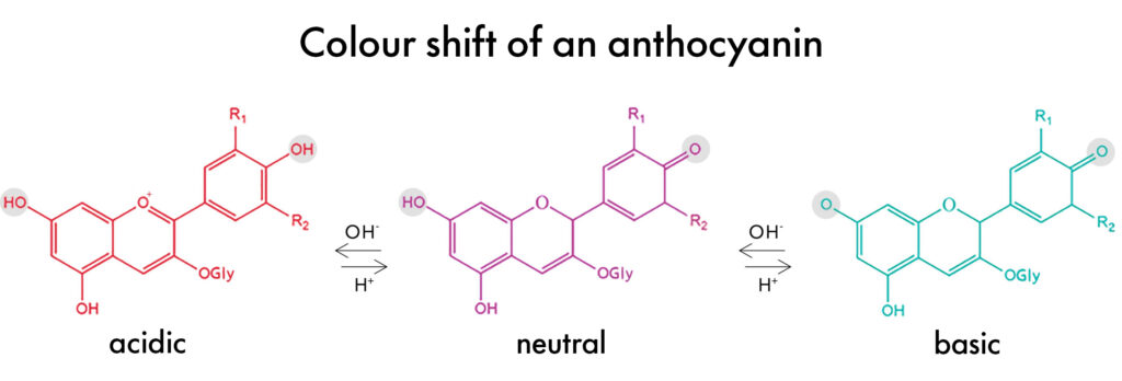 Why Do AnthocyaninsChange Color - Givaudan Sense Colour