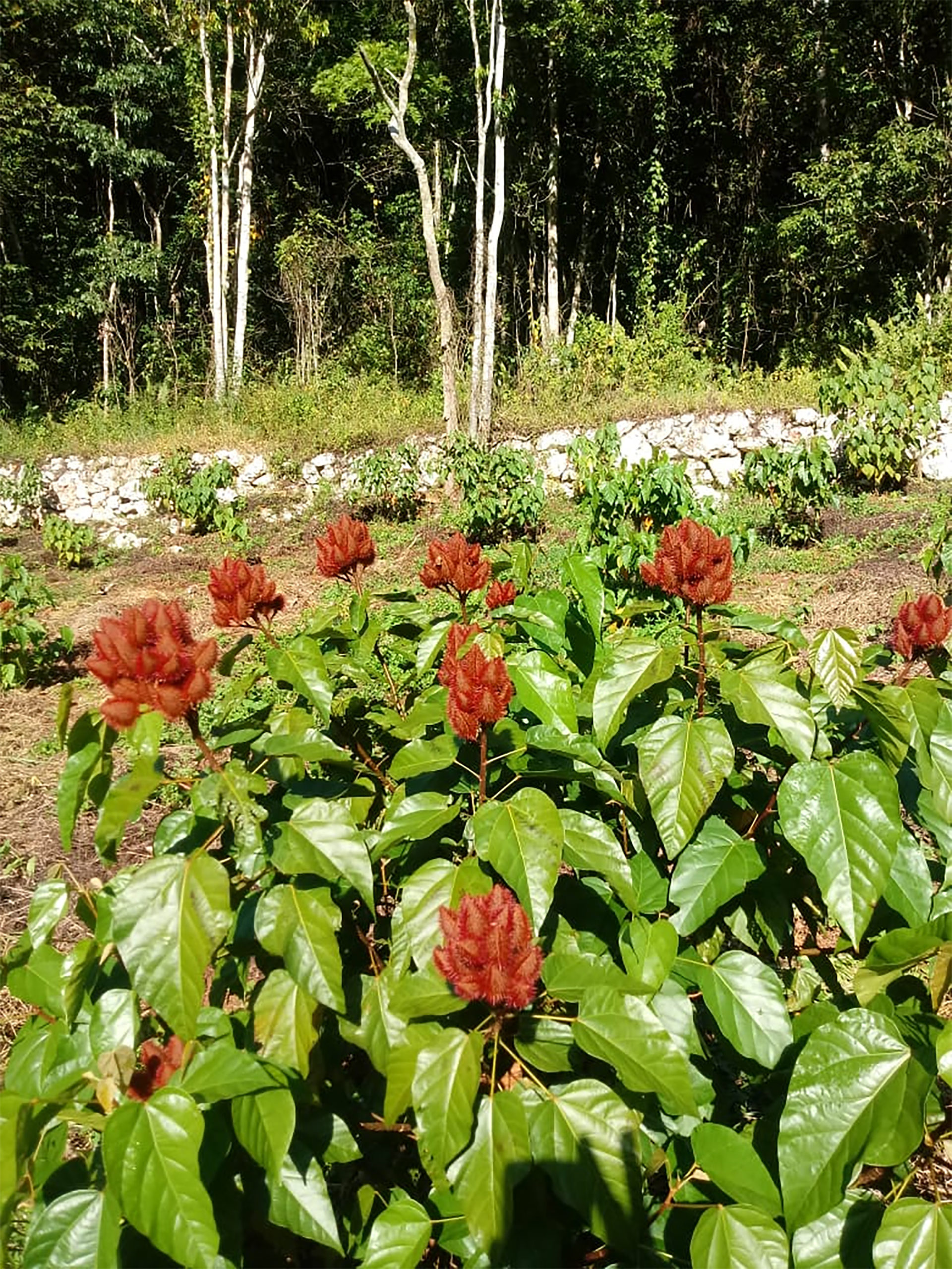Bixin and Norbixin: What’s the Difference? - Givaudan Sense Colour