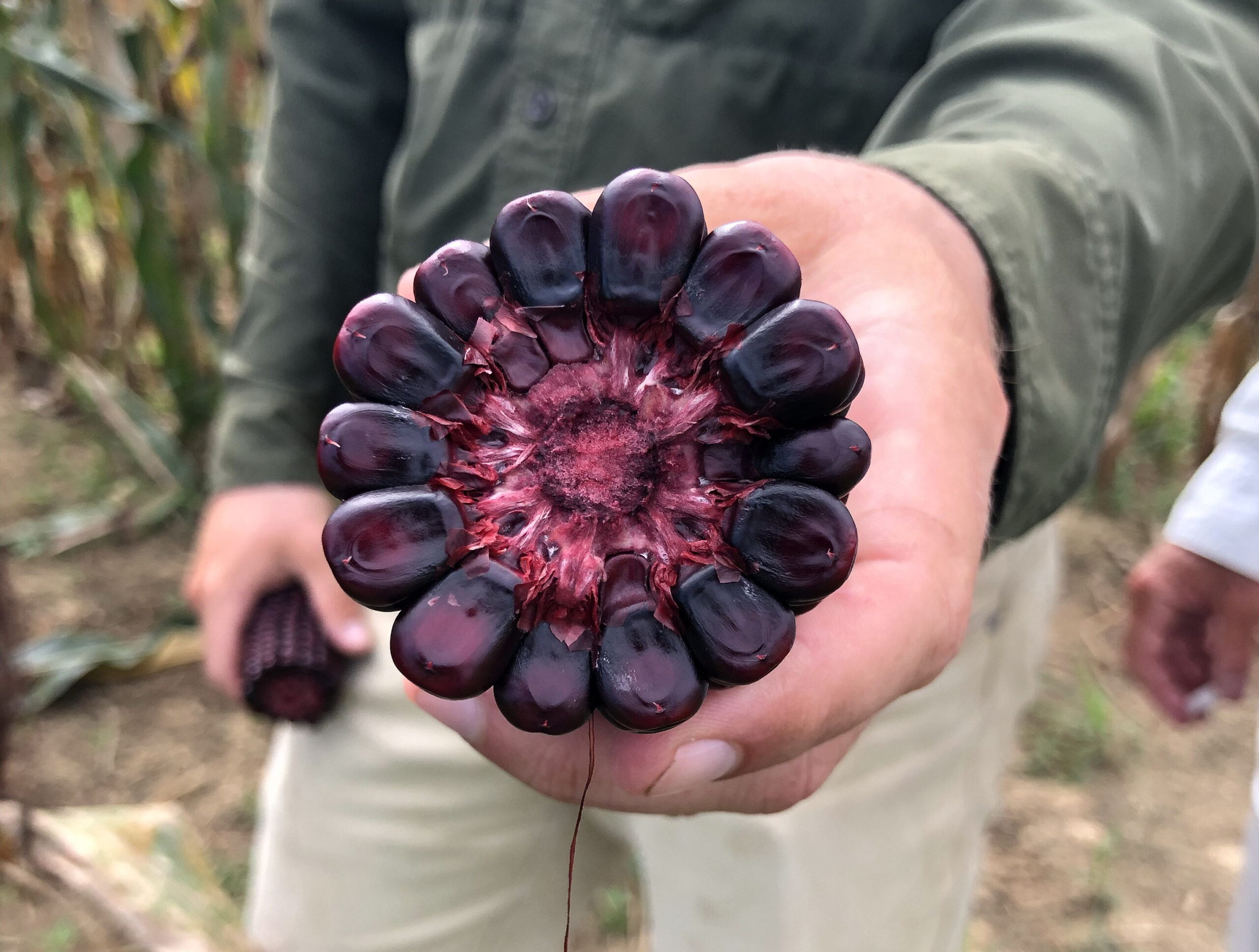 Podcast: Amaize® Red - Givaudan Sense Colour